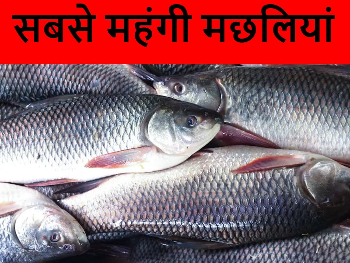 Most Expensive Fishes to Eat | Ghol Fish Price in India | Most ...