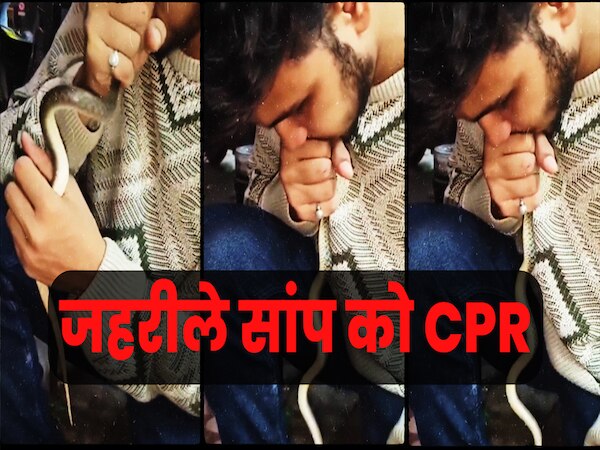 Snake cpr breath taking video viral watch here | CPR देकर बचाई सांप की ...