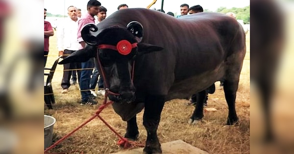 Buffalo worth 23 crores its sperm is worth lakhs buyers queue up, 23 ...
