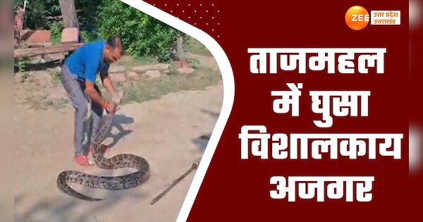 12 feet long and 40 kilogram weight python reached at eastern gate of ...