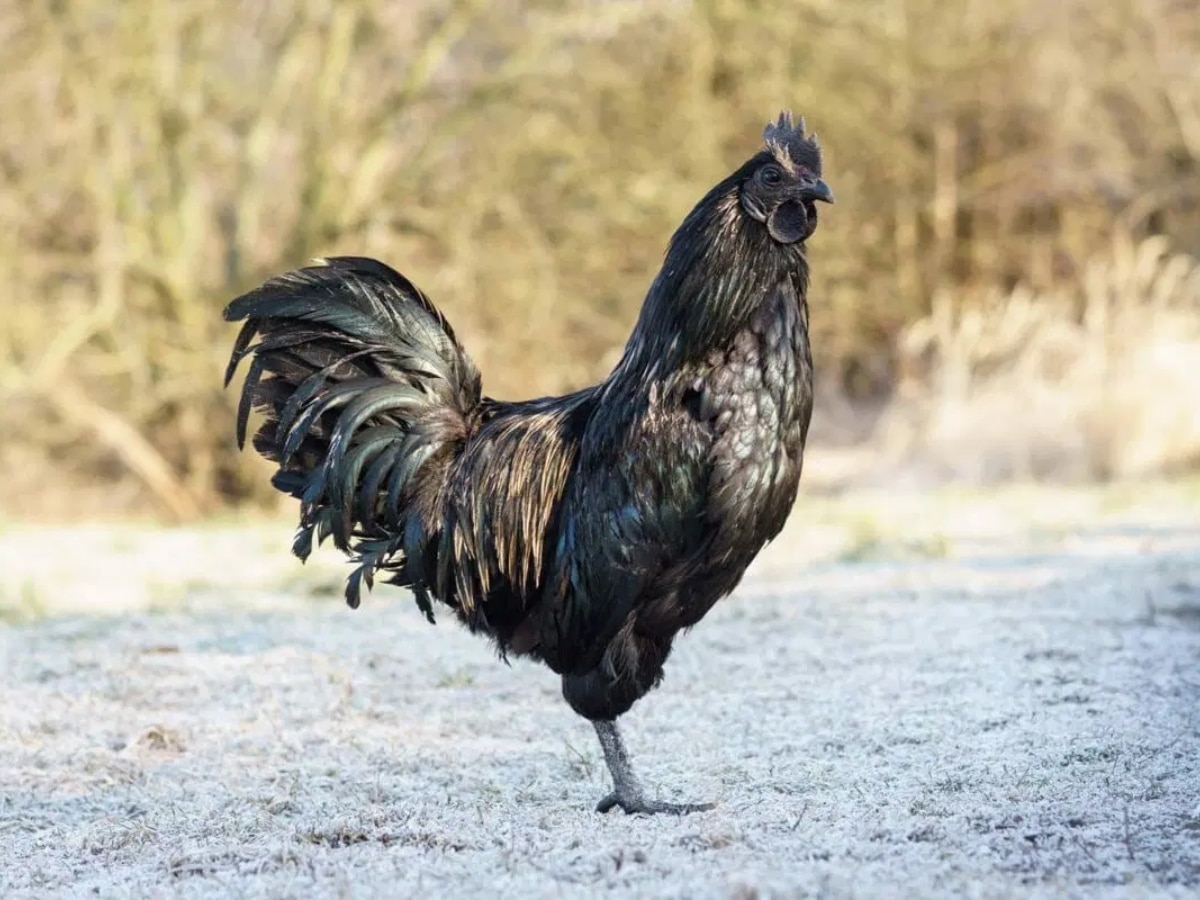 Most Expensive Chicken | Most Expensive Chicken Breed | Sabse Mehanga ...