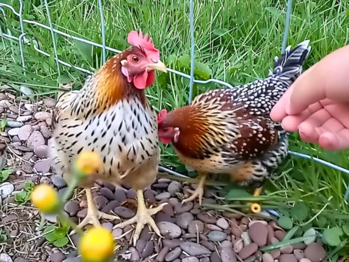 Most Expensive Chicken | Most Expensive Chicken Breed | Sabse Mehanga ...