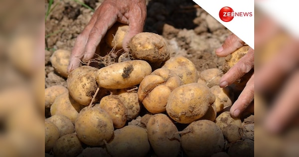 Beware of fake potatoes FSDA seized 21 quintals potato in balia FSSAI ...