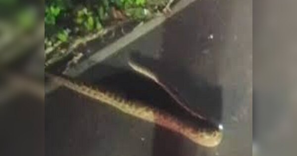 Python found lying in middle of road in Bagaha | Bagaha News: तेज ...