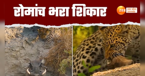 how leopard and cheetah hunting wild pigs warthog watch exciting ...