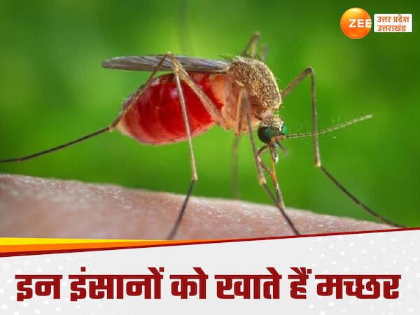 mosquitoes bite o blood group people most read full special story and ...