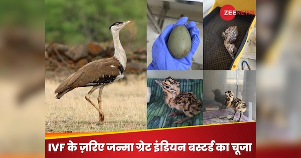 History created in Jaisalmer A chick of Great Indian Bustard born ...