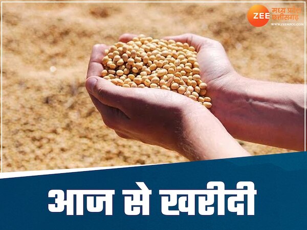 soybean crop purchase starts today in madhya pradesh at support price ...