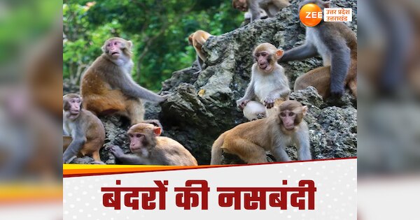 Almora and Pithoragarh DFO started monkeys sterilization campaign know ...