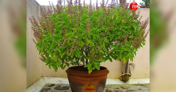 diwali 2024 bring these plants at home before diwali to get blessings ...