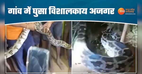 8 feet long python found in Mundagaon watch video | VIDEO: मुंडागांव ...