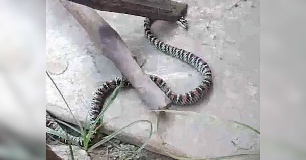 Takshak snake found in Tanki Bazar of Valmikinagar in Bagaha| Bagaha ...