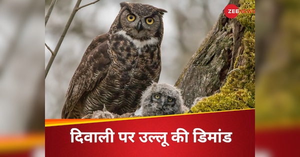 why Owl in high demand on Diwali, sold for rs 10000 to 50000 in Market ...