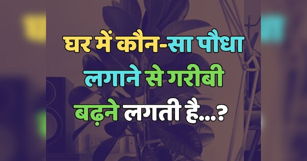 Trending Quiz क्या आपको पता है घर में कौन सा पौधा लगाने से गरीबी
