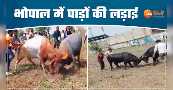Video of bulls fighting on Govardhan Puja in Bhopal goes viral | Bhopal ...