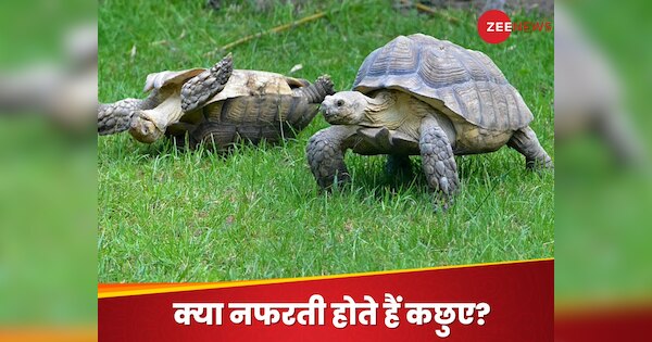 why do turtles attack black objects reason behind hating black | काले रंग से क्यों नफरत करते हैं ...