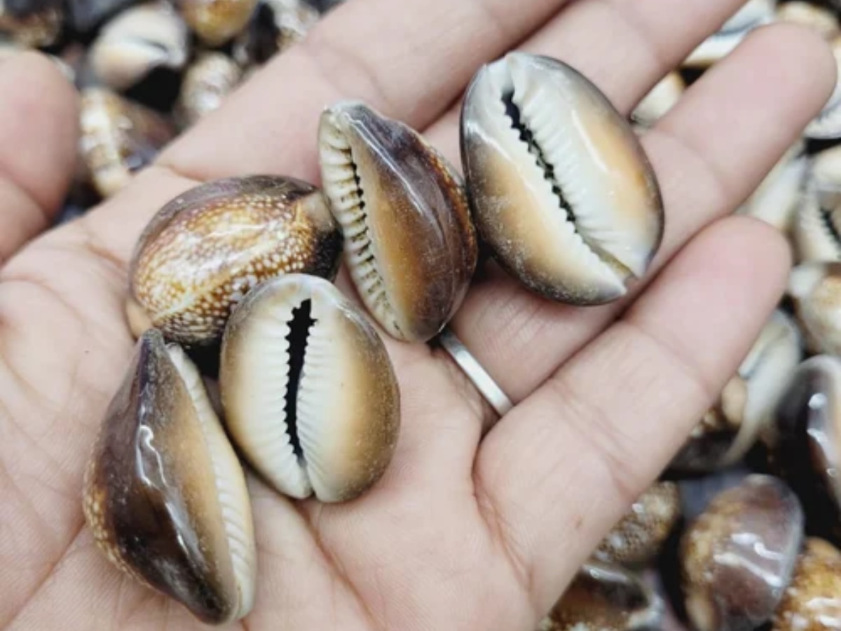 Kaudi ke Upay: मालामाल करेगा आपको कौड़ी का इस्तेमाल, जानें उपाय