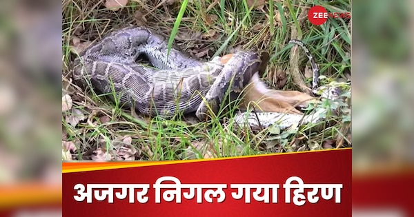 Dangerous python snake swallow deer in few seconds viral saanp ka video ...