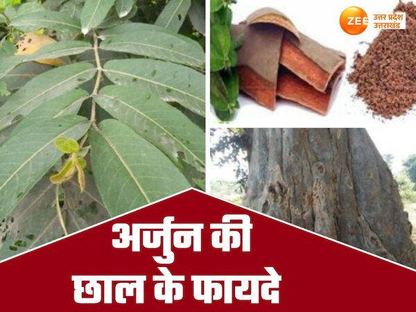 Arjuna bark health benefits | दिल का ख्याल रखने से लेकर डायबिटीज ...