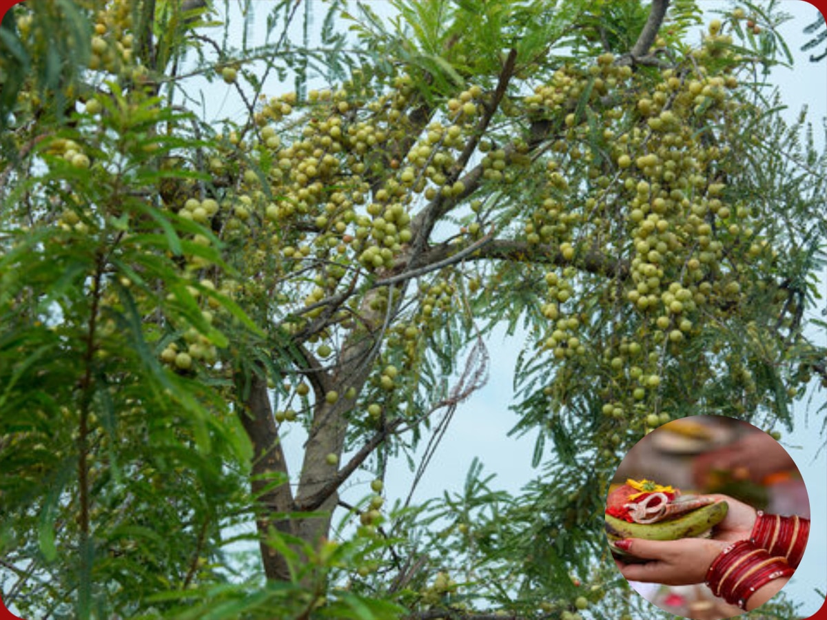 Amla Navami worship Amla tree this way know rules here | Hindi News ...