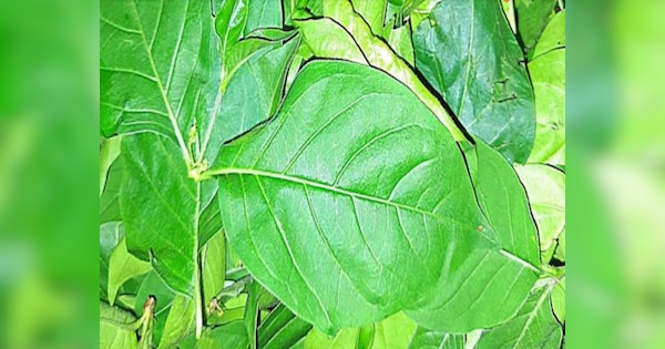 Kutai saag will make your body strong like iron Jharkhand adivasi ...