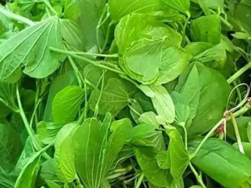 Kutai saag will make your body strong like iron Jharkhand adivasi ...