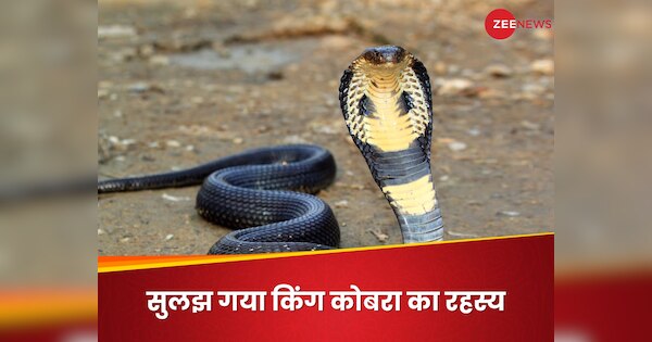 King Cobra World Longest Venomous Snake Four Different Species 188 Year ...