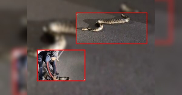 Kota news 11 feet long python was seen on road | Kota news: सड़क पर ...