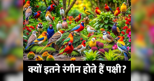 How Birds Get Their Colours? Even A Single Atom Can Change The Color Of ...