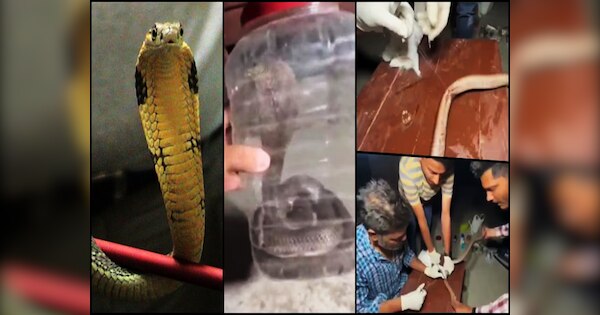 Doctor performed unique surgery Saved snake life in Madhya Pradeshs ...