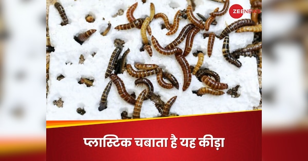 Plastic Eating Insect Discovered In Kenya, Mealworm Larvae Capable Of ...