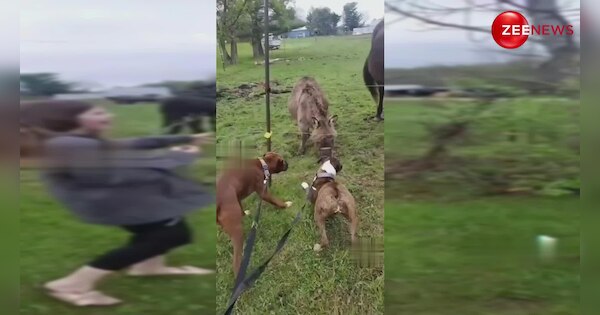 donkey laughs at dog getting shocked by electric fence funny video ...