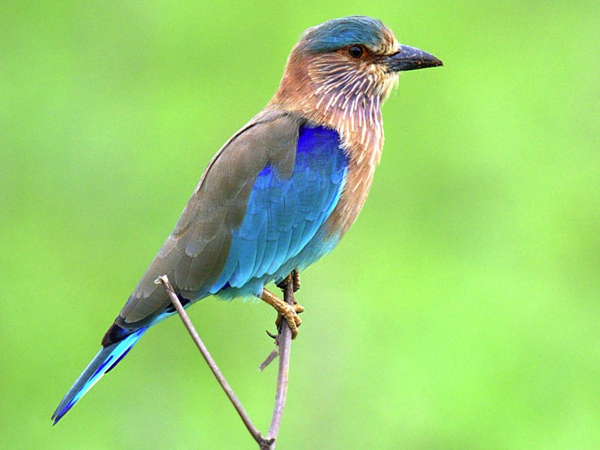 native indian birds, indian birds, birds from india, birds found in ...