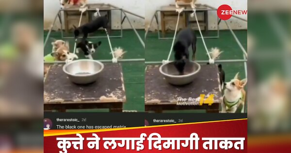 english kalua dog feat user asked Kalua done in his mind Viral Video ...