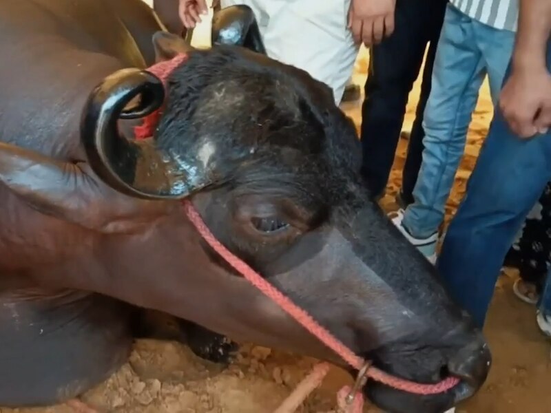 Indian buffalo of 23 crore | high demand semen buffalo | duniya ka ...
