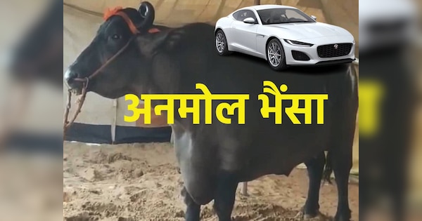 Anmol Buffalo | ओ तेरी! ये भैंसा नहीं अनमोल है, कीमत इतनी कि इसमें 23 ...