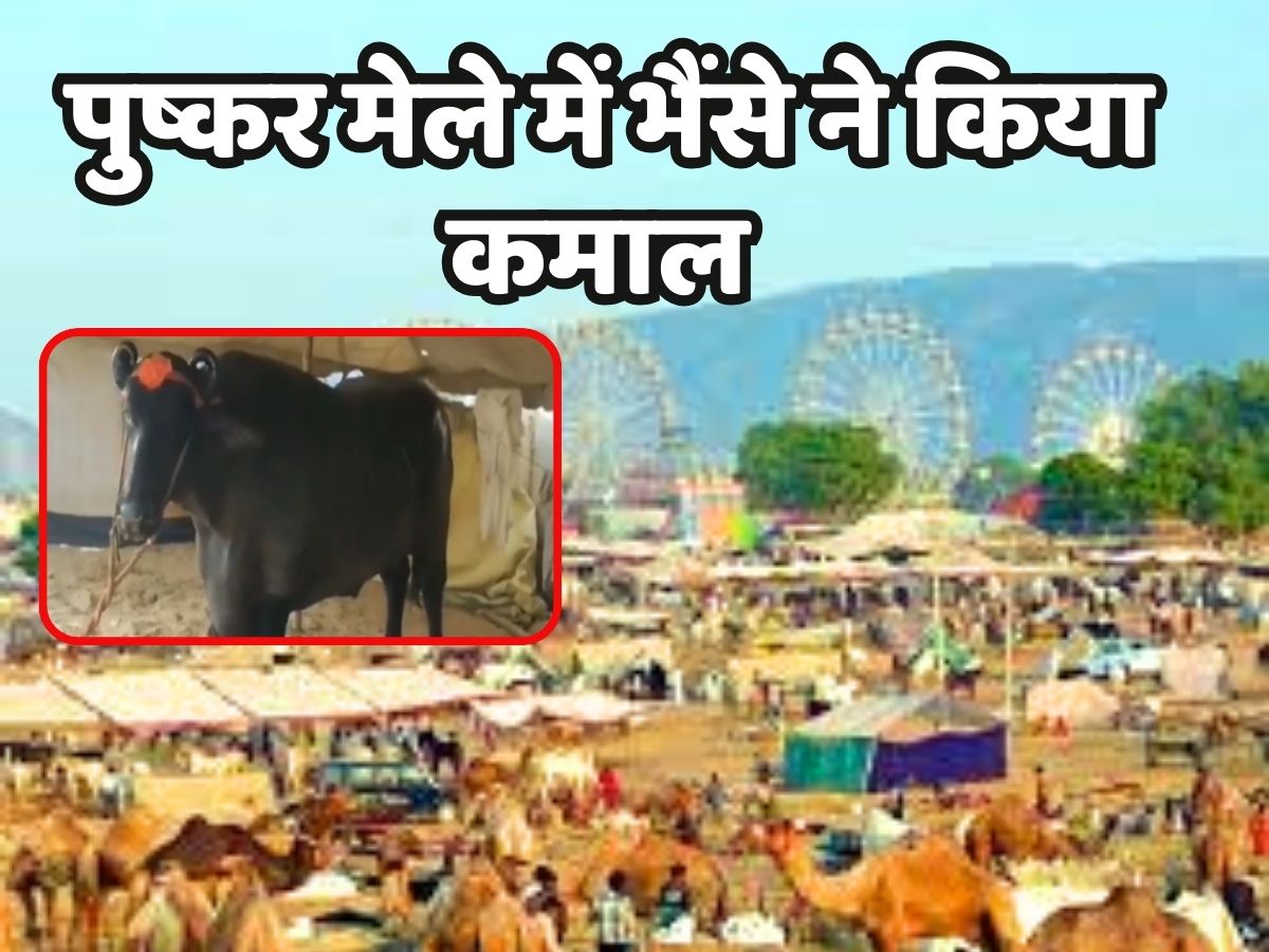 Ajmer news buffalo is Anmol who defeated 15 buffaloes in Pushkar fair ...