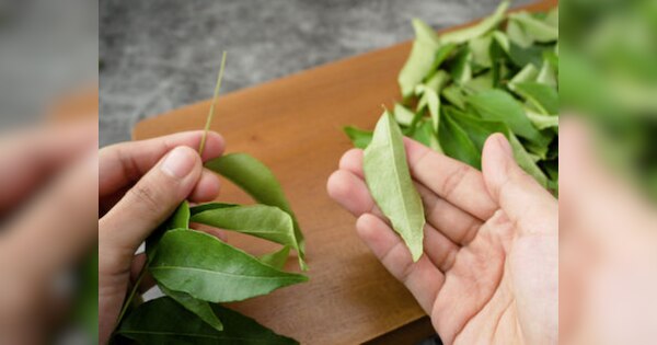 Does chewing raw curry leaves help in growing hair Know the real ...