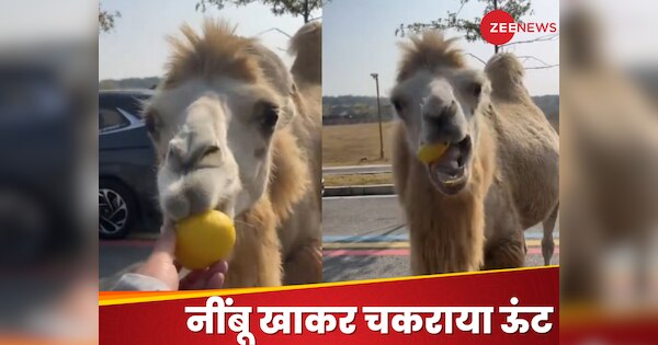 english Camel tastes Lemon hen people couldn stop laughing Viral Video ...