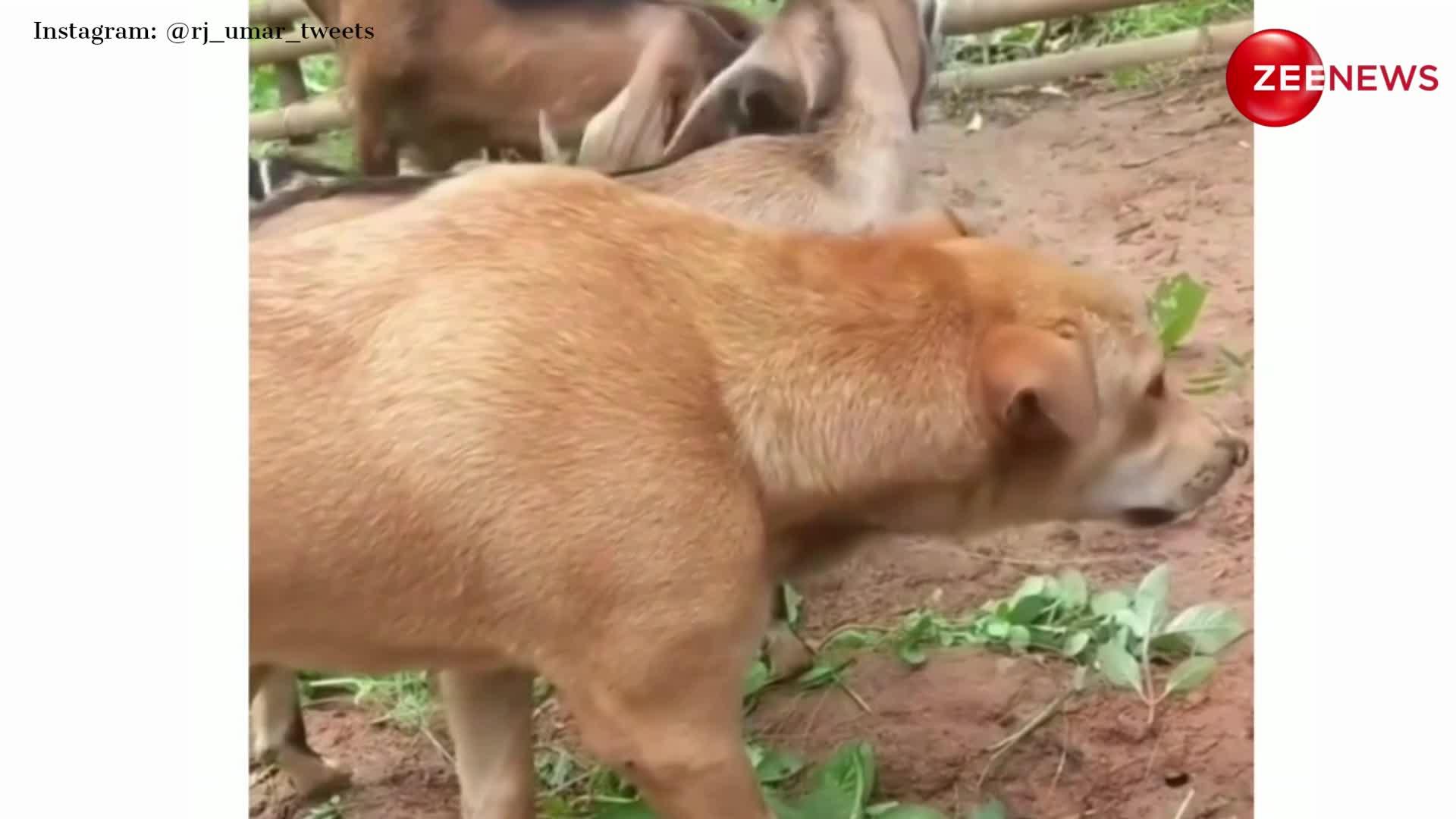 dog eating leaves with goat instagram users gave funny reactions on ...