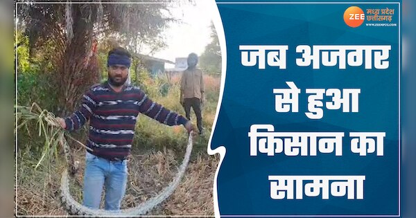 A 10 feet long python appeared in a field in Rajnandgaon watch the ...