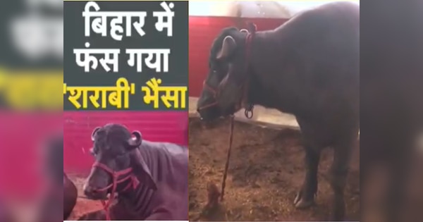 buffalo reached Bihar market wants beer morning and evening its price ...