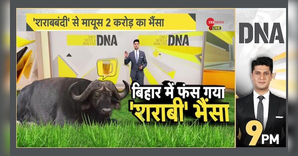 DNA: The Beer-Loving Buffalo Stuck in Bihar! | DNA: बिहार में फंस गया ...