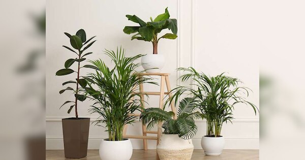 These plants absorb toxic elements from the air plant them at home ...