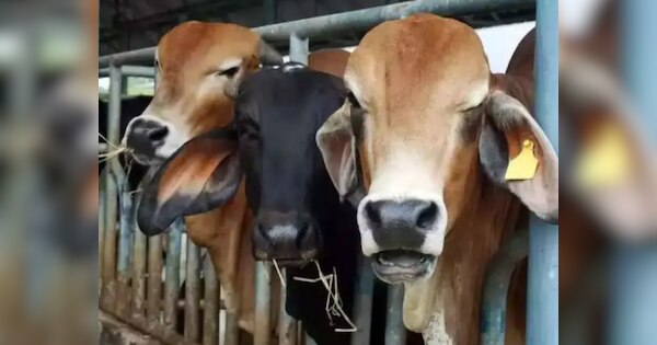 madhya pradesh first hi tech gaushala to be built in barkhedi bhopal cm ...