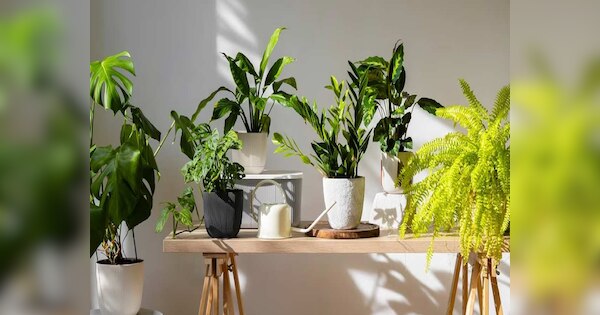 Plants To Reduce Air Pollution in house for clean air freshness will ...