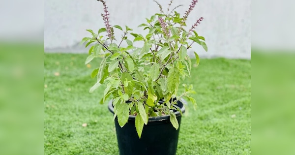 benefits of eating tulsi leaves| Is it okay to chew tulsi leaves | हर ...