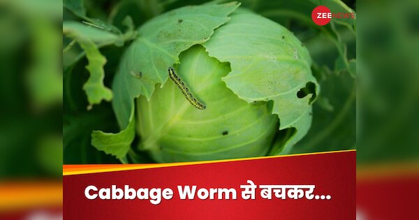 Cabbage Worms May Enter Your Brain Can Cause Neurocysticercosis Taenia ...