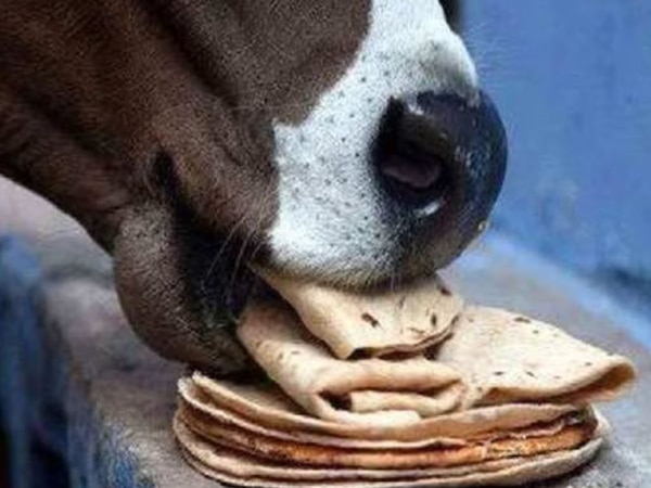 first chapati for cow Know why bread is fed to the cow first and to dog ...