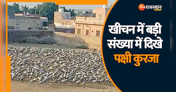 Phalodi News Large number of birds in Chugga Ghar Khichan Bird Kurja ...